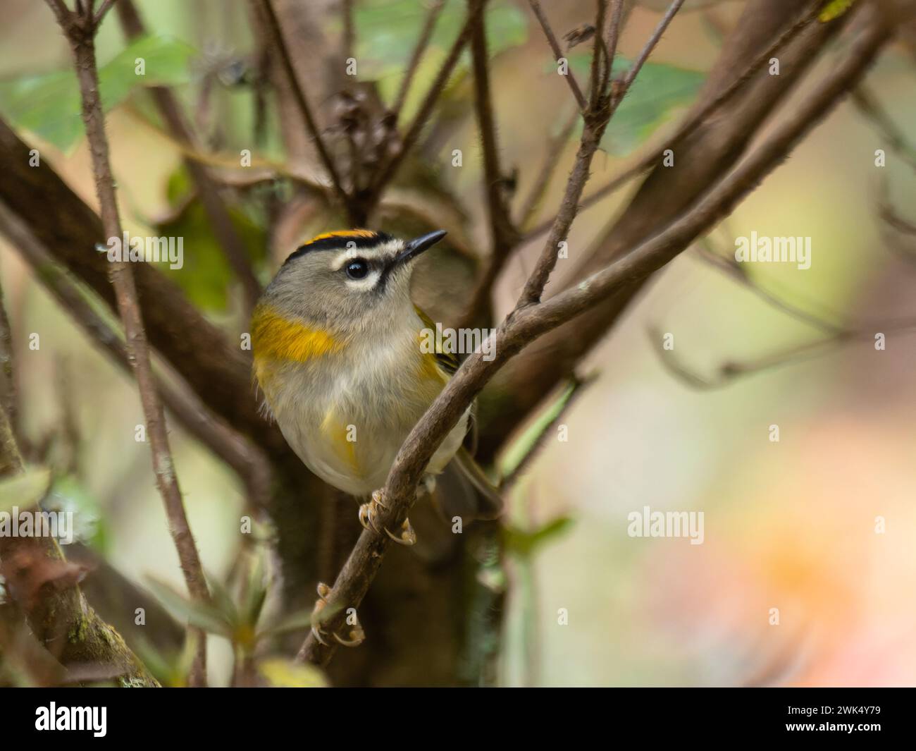A Madeira firecrest, also known as Madeira kinglet, or Madeira crest ...