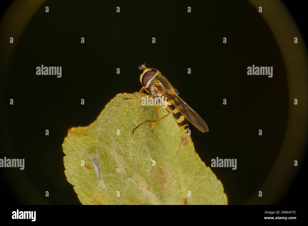 Eupeodes corollae hi-res stock photography and images - Alamy