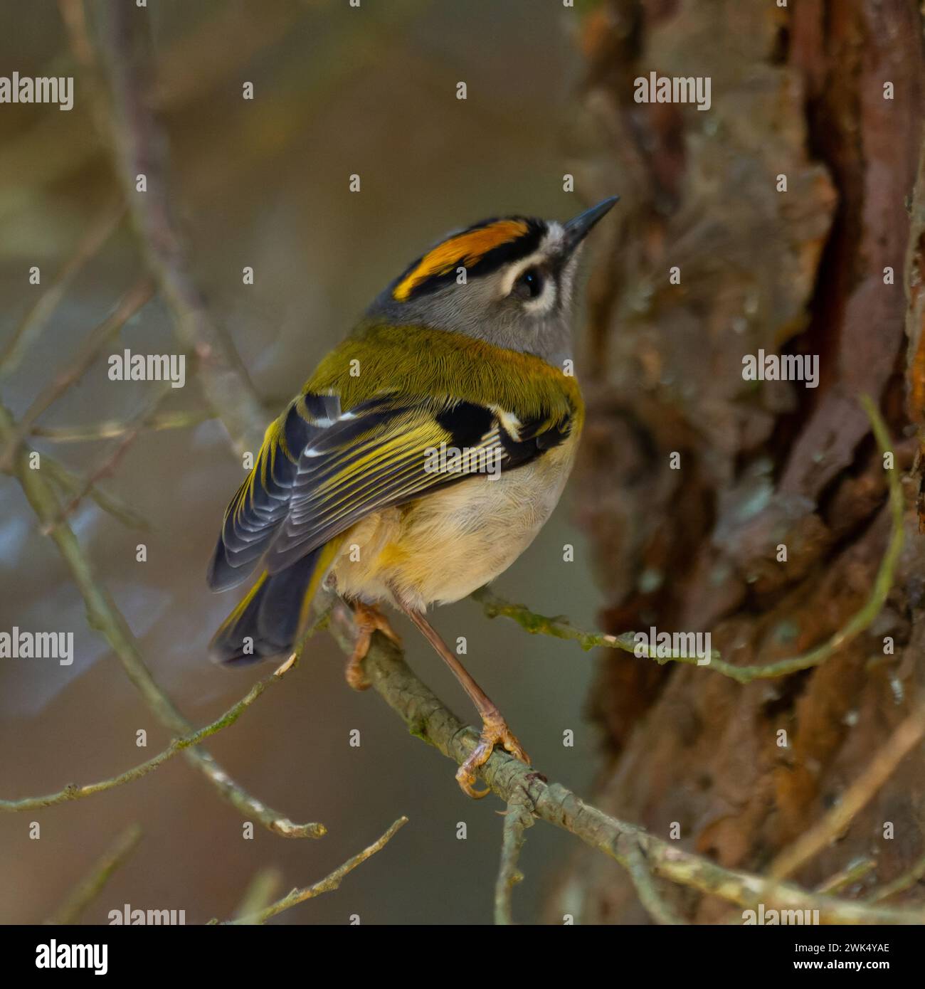 A Madeira firecrest, also known as Madeira kinglet, or Madeira crest ...