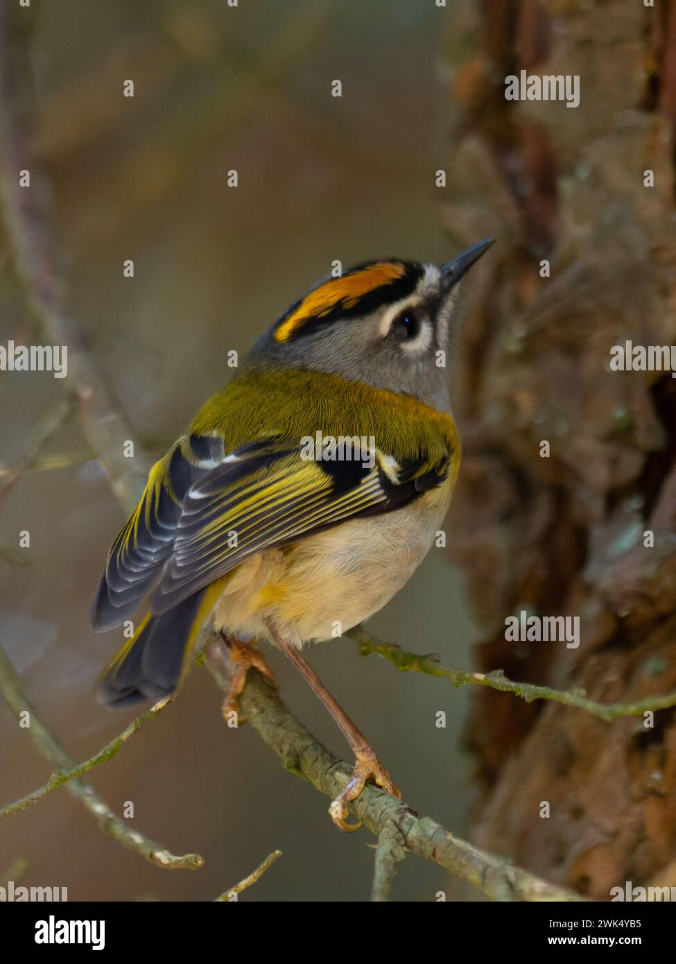 A Madeira firecrest, also known as Madeira kinglet, or Madeira crest ...
