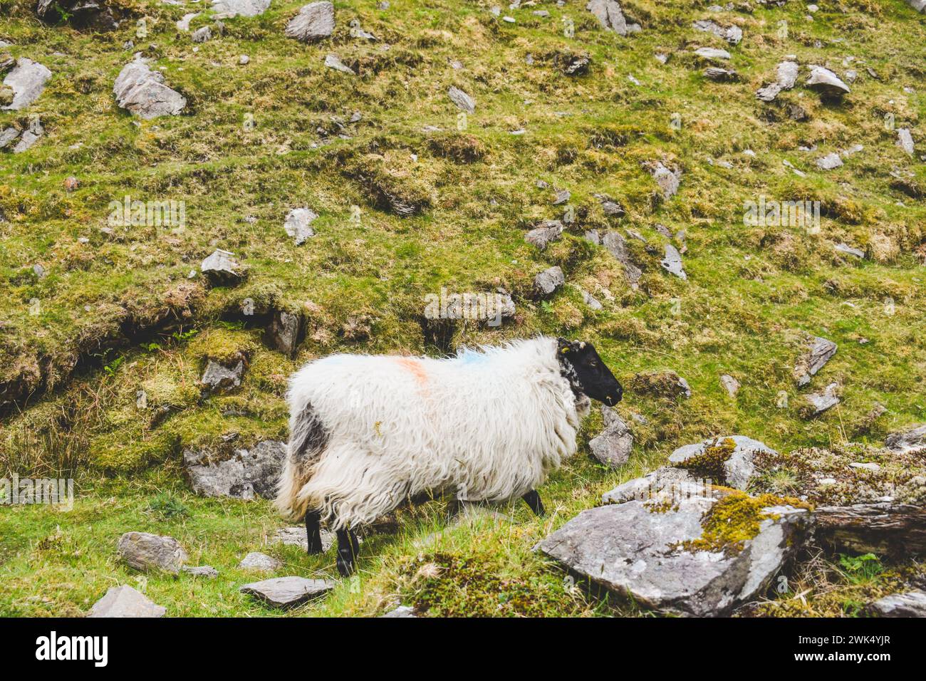 Sheep field ireland hi-res stock photography and images - Alamy