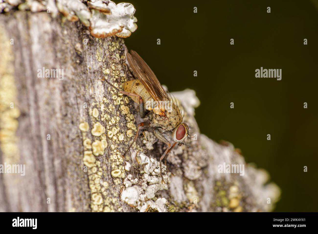 Coenosia tigrina Family Muscidae Genus Coenosia House fly wild nature ...