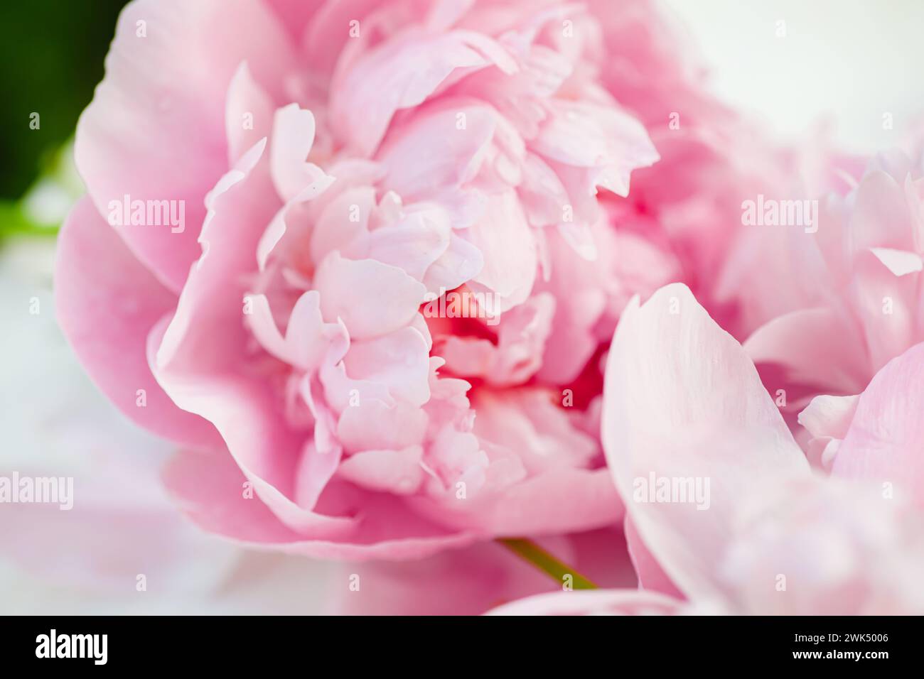 Peonies in full bloom hi-res stock photography and images - Alamy
