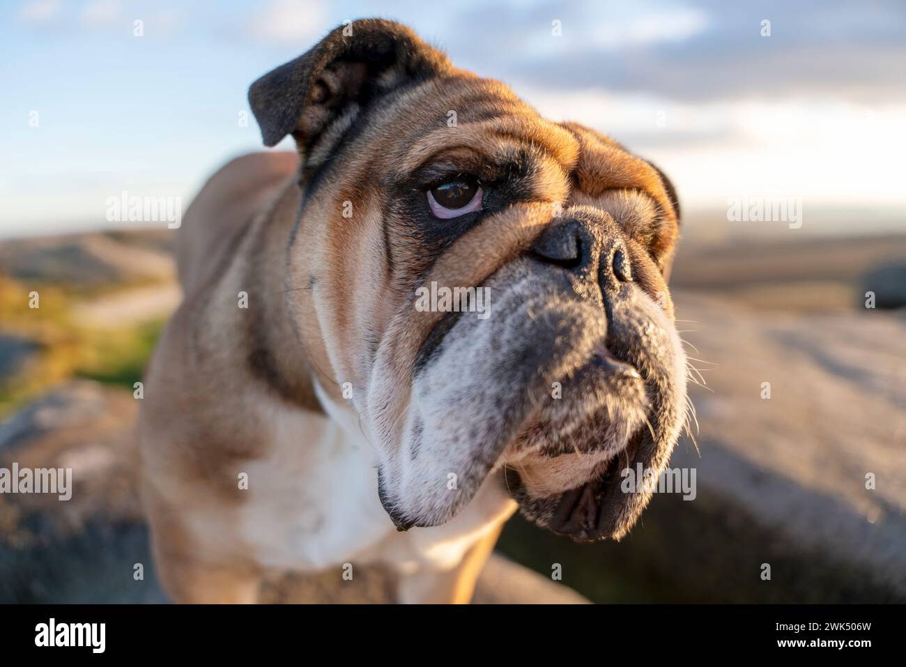 close up of Red English British Bulldog Dog out for a walk looking up ...