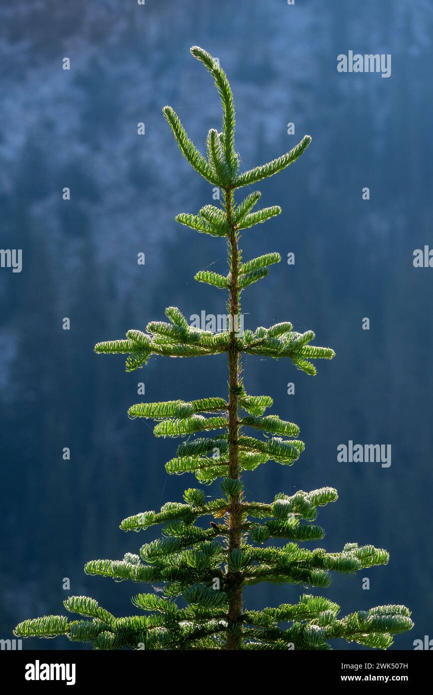Subalpine fir abies lasiocarpa hi-res stock photography and images - Alamy