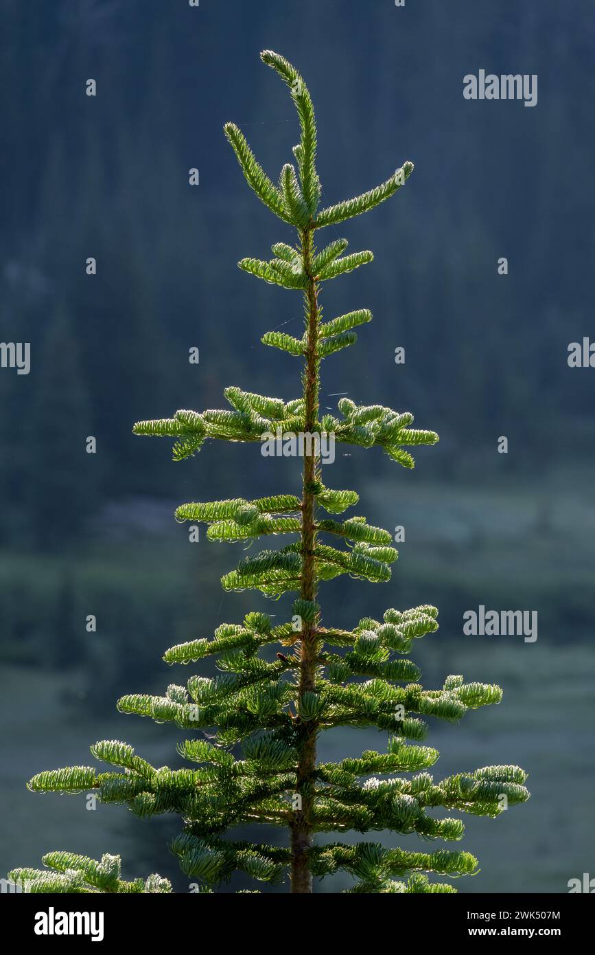 Subalpine fir abies lasiocarpa hi-res stock photography and images - Alamy
