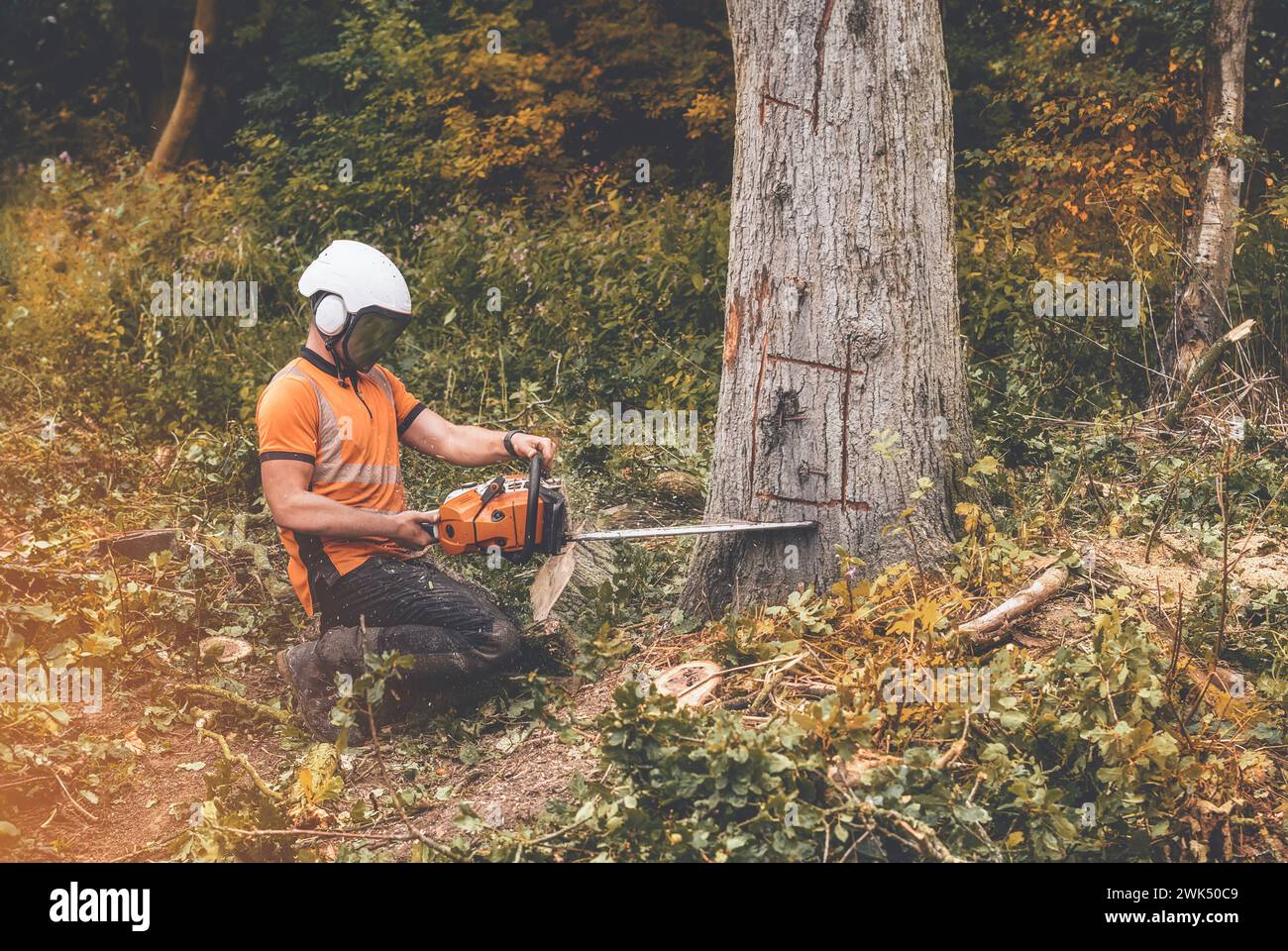 Old people climbing a tree hi-res stock photography and images - Alamy