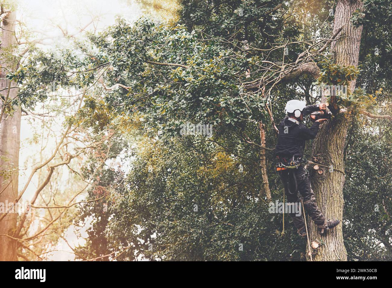 Arborist cutting down tree with petrol chainsaw Stock Photo - Alamy