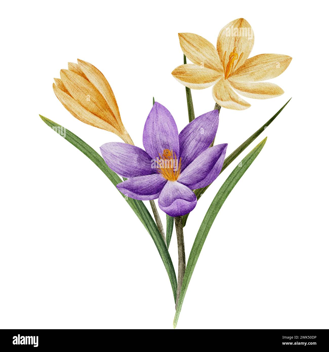 crocus flower in violet and yellow color, drawn in watercolor, isolated ...