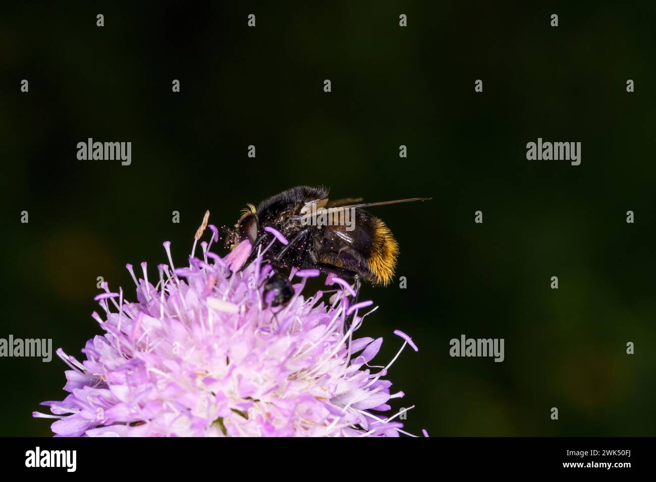 Volucella bombylans Family Syrphidae Genus Volucella Bumble bee hover ...