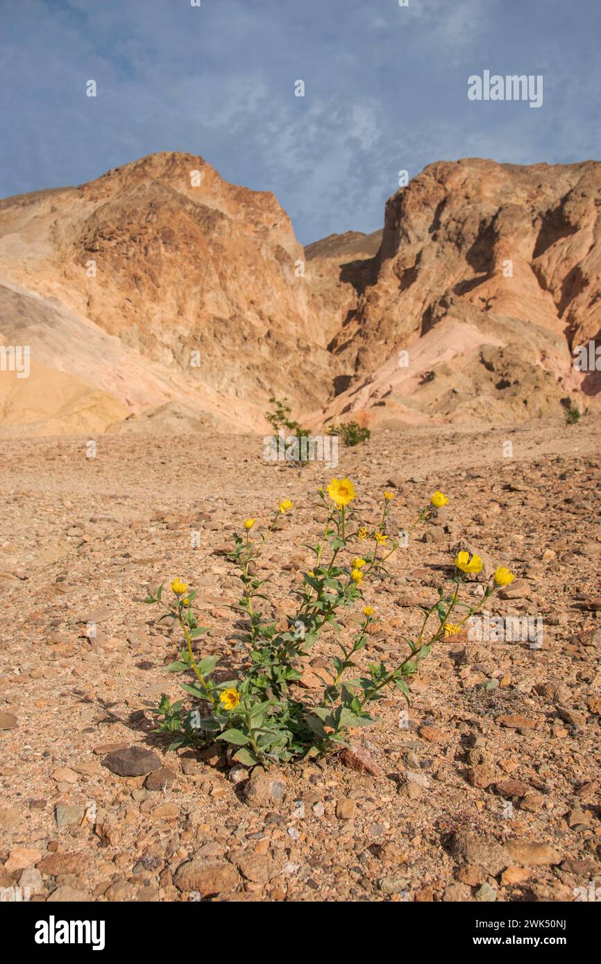Artist Road is a colorful drive in Death Valley that features ...