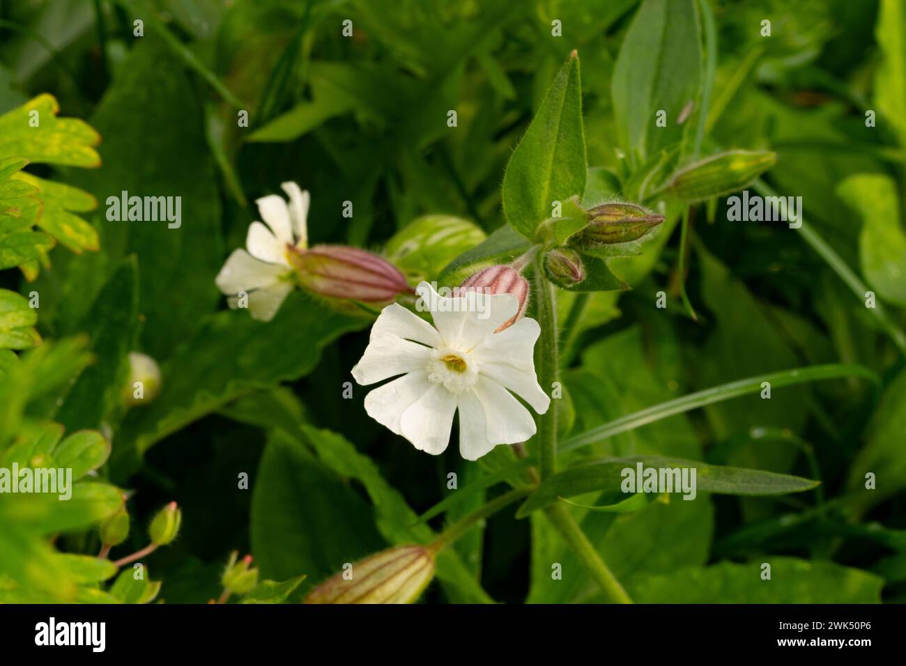 Baltasis sakinys hi-res stock photography and images - Alamy