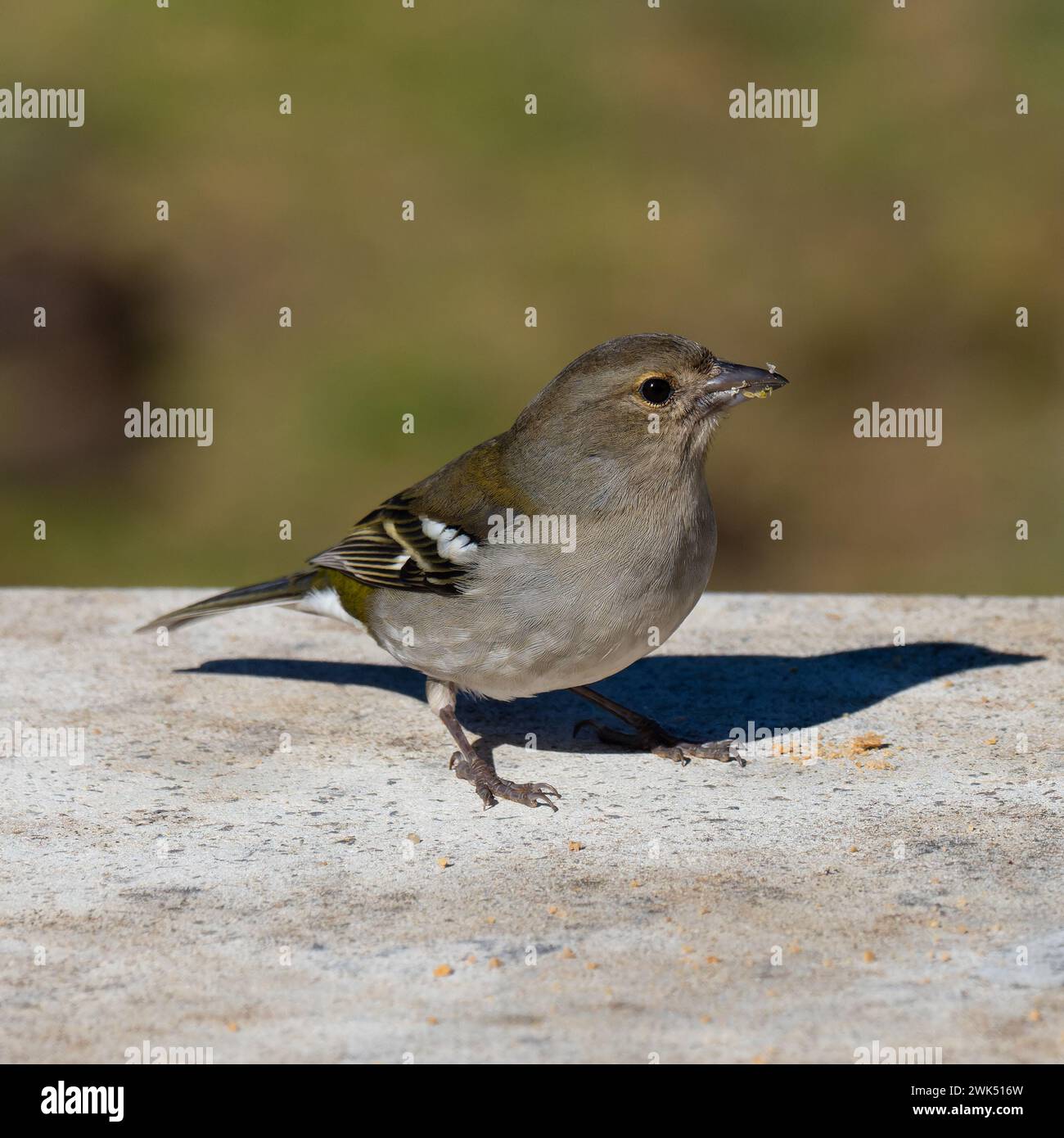 Madeiran chaffinch hi-res stock photography and images - Alamy
