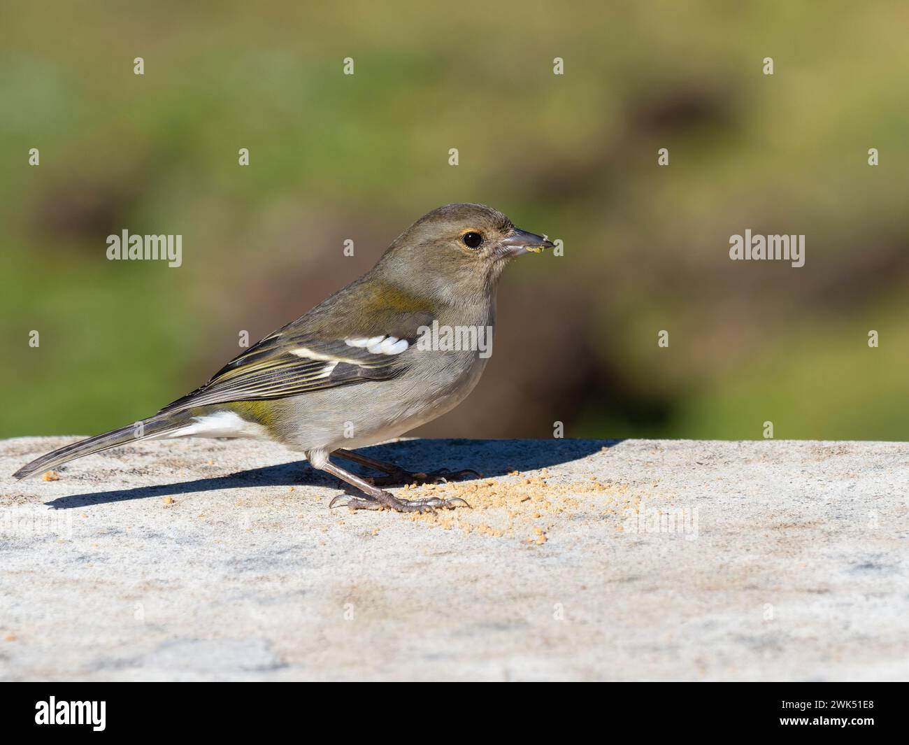 A female Madeiran chaffinch, Fringilla maderensis, which is endemic to ...