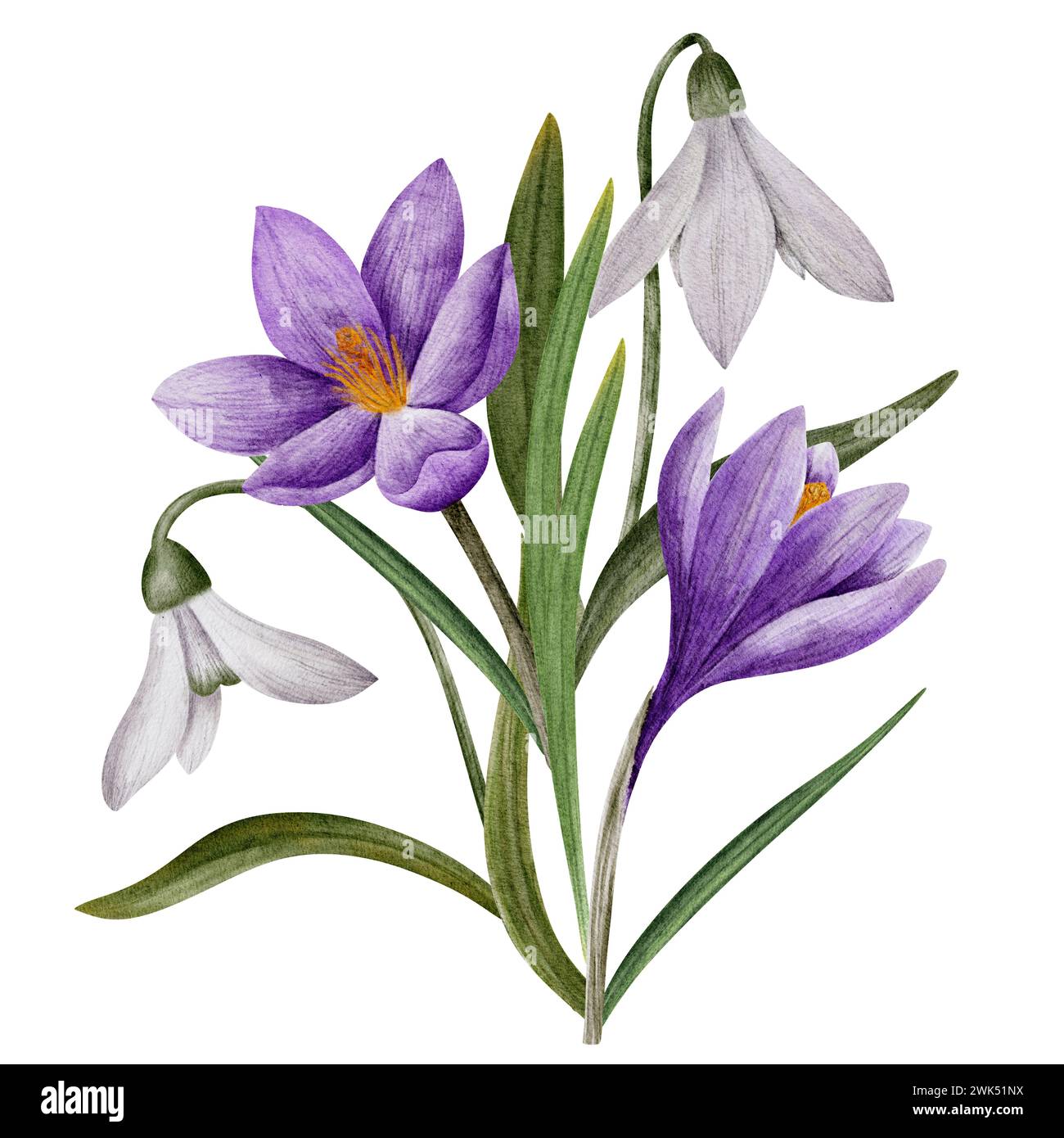 crocus and snowdrop flower bouquet, watercolor art, isolated on white ...