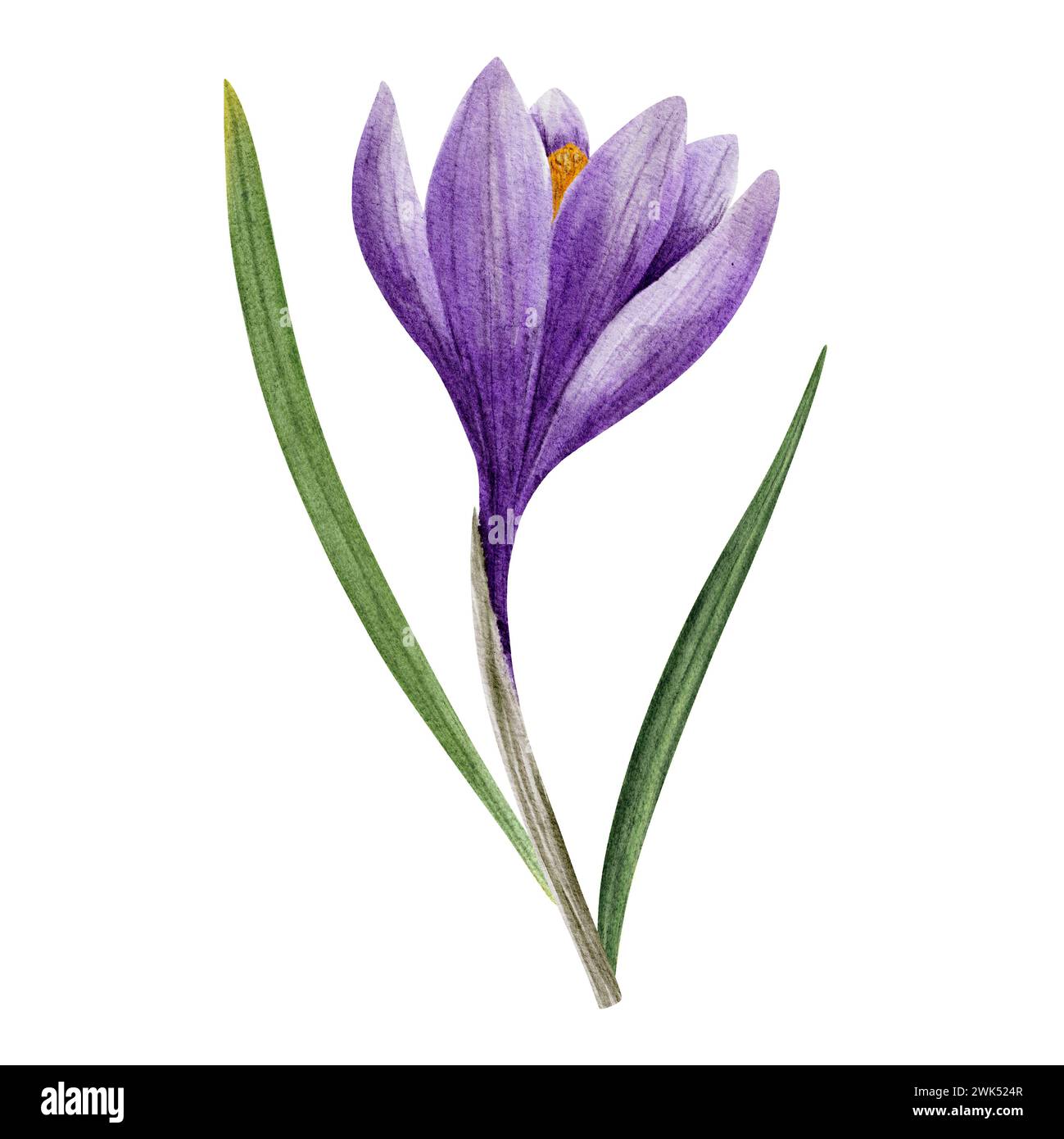 crocus flower in lilac color, drawn in watercolor, isolated on white ...