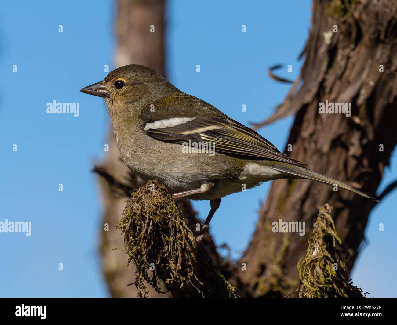 Female finches hi-res stock photography and images - Alamy