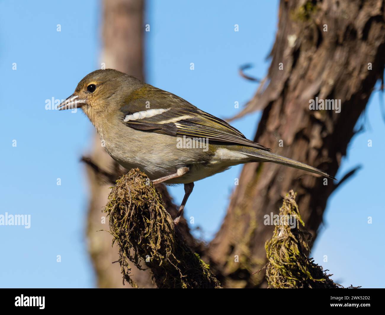 A female Madeiran chaffinch, Fringilla maderensis, which is endemic to ...