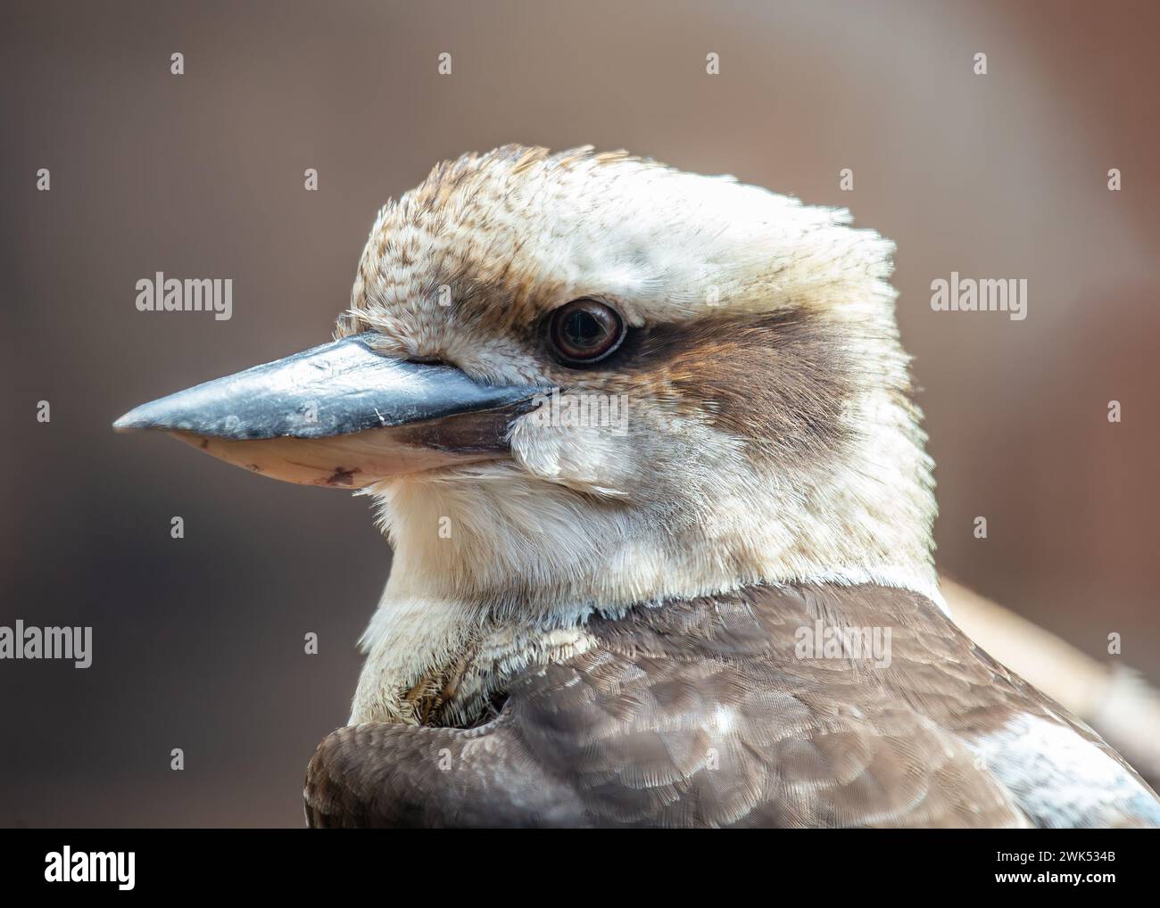 Australian avian species hi-res stock photography and images - Alamy