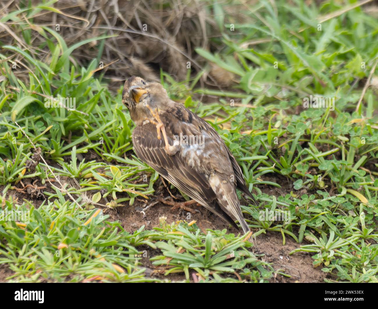 A rock sparrow or rock petronia, Petronia petronia petronia ...