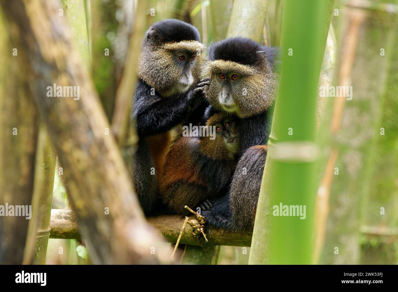 Tree golden monkey family hi-res stock photography and images - Alamy