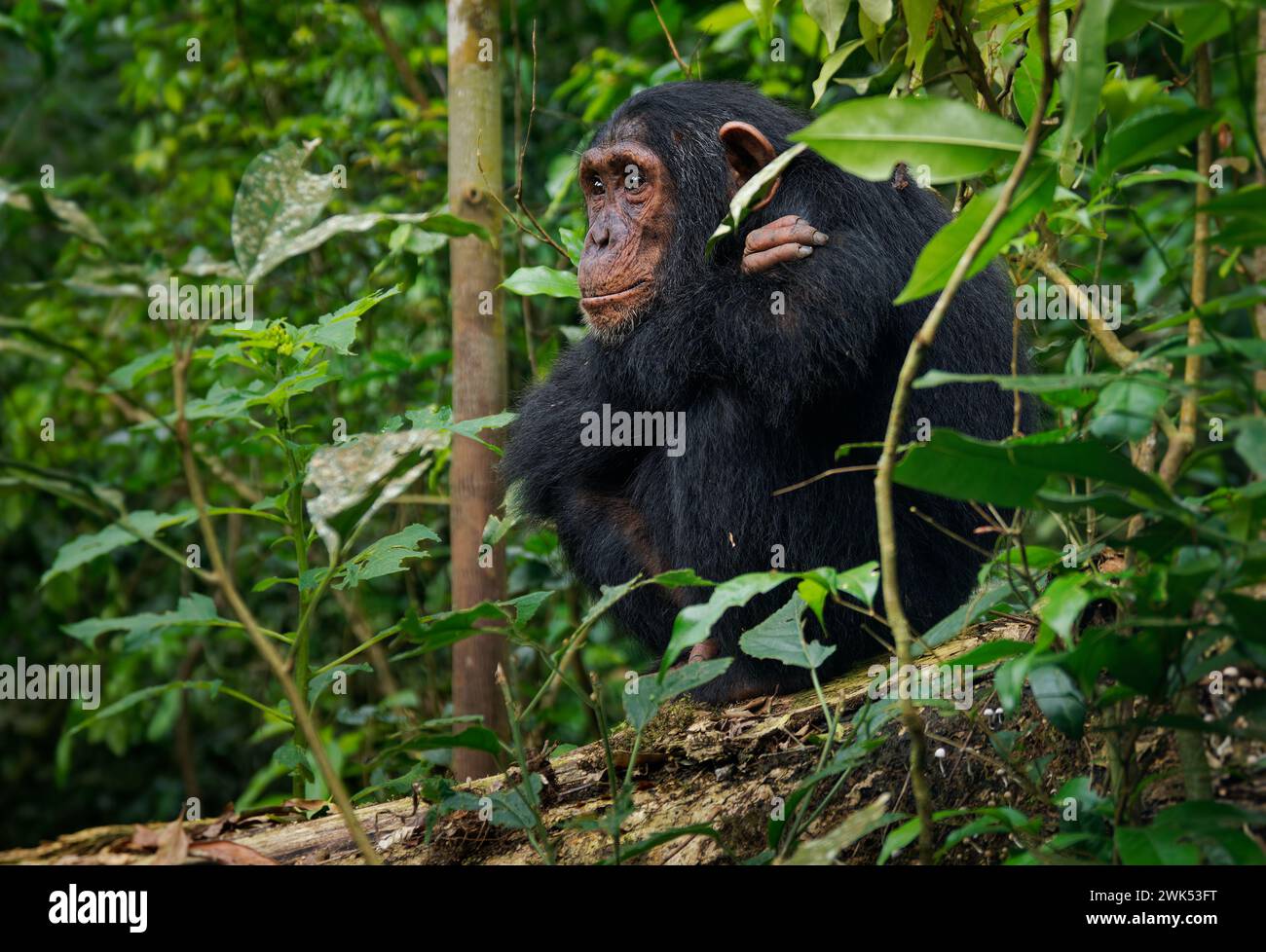 Nigeria cameroon chimpanzee hi-res stock photography and images - Alamy