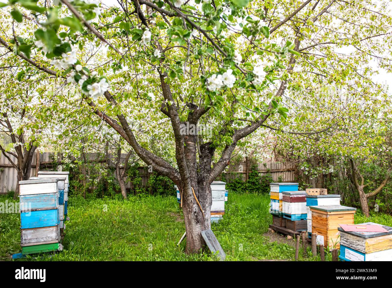 Bee hive in apple orchard hi-res stock photography and images - Alamy