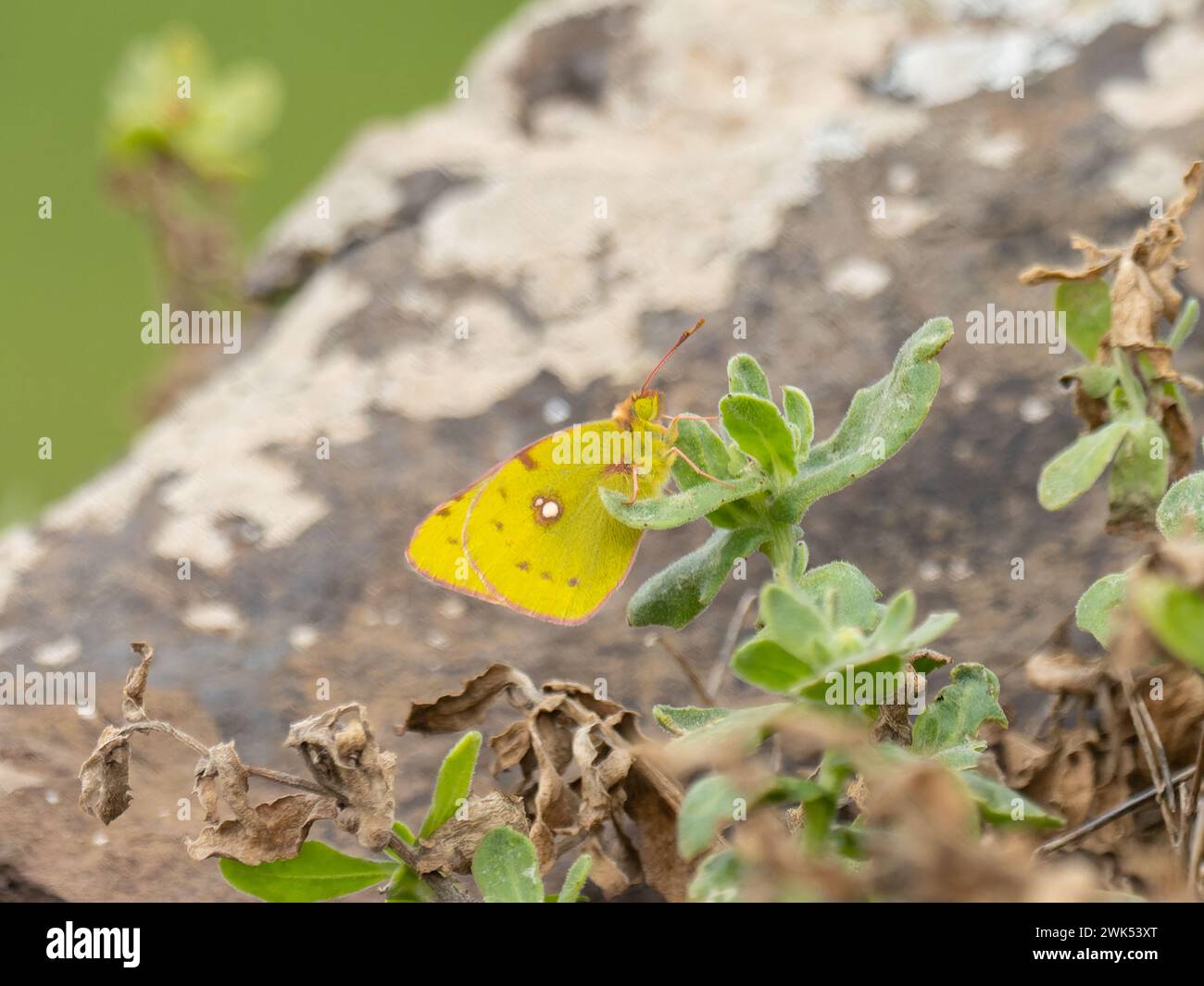 The underwing of a clouded yellow butterfly, Colias croceus Stock Photo ...