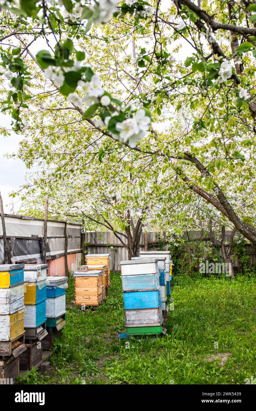 Beehives in the garden of an apple orchard in spring incredible ...