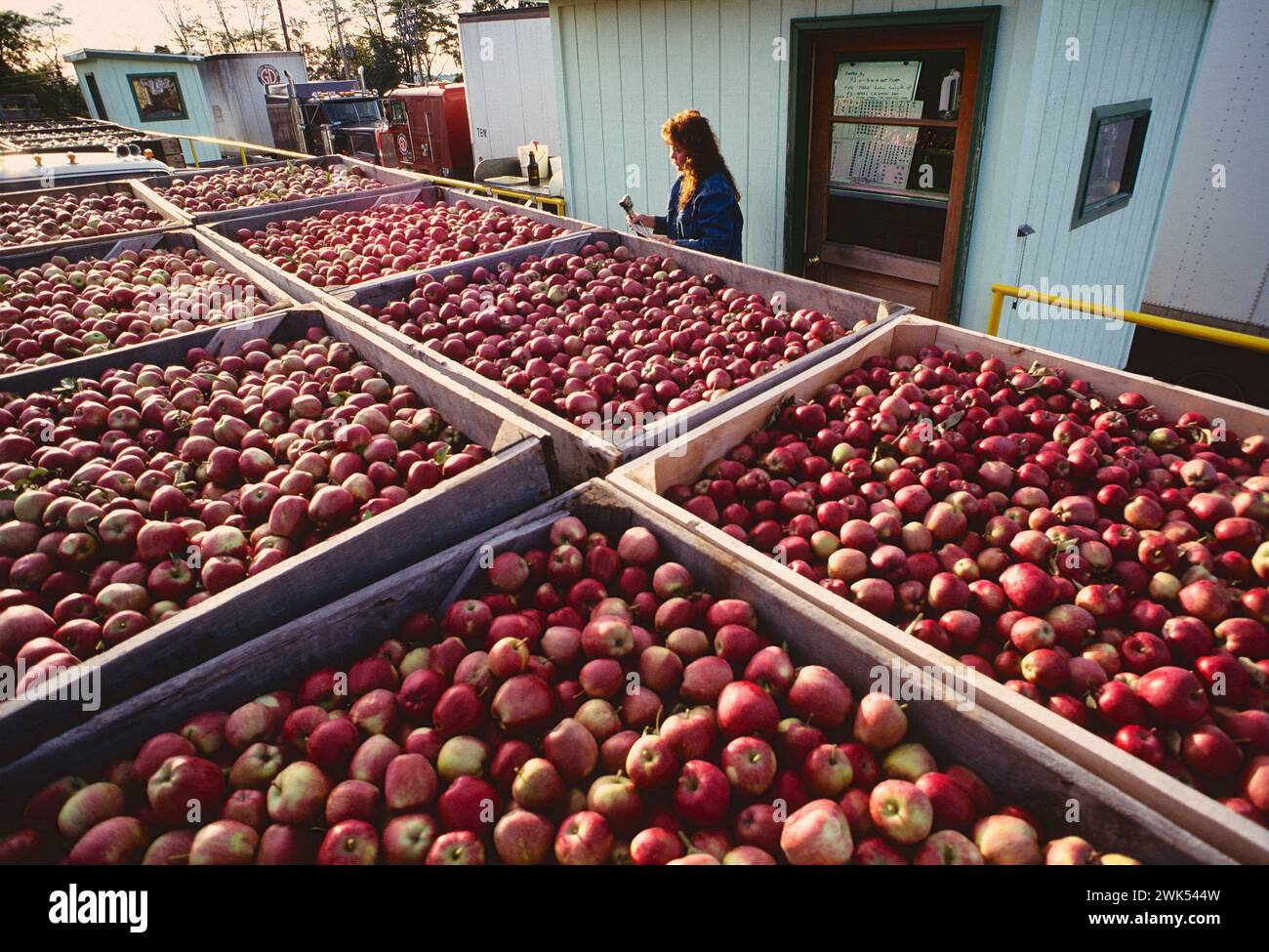 Female worker quality checks huge truckloads of freshly picked apples ...