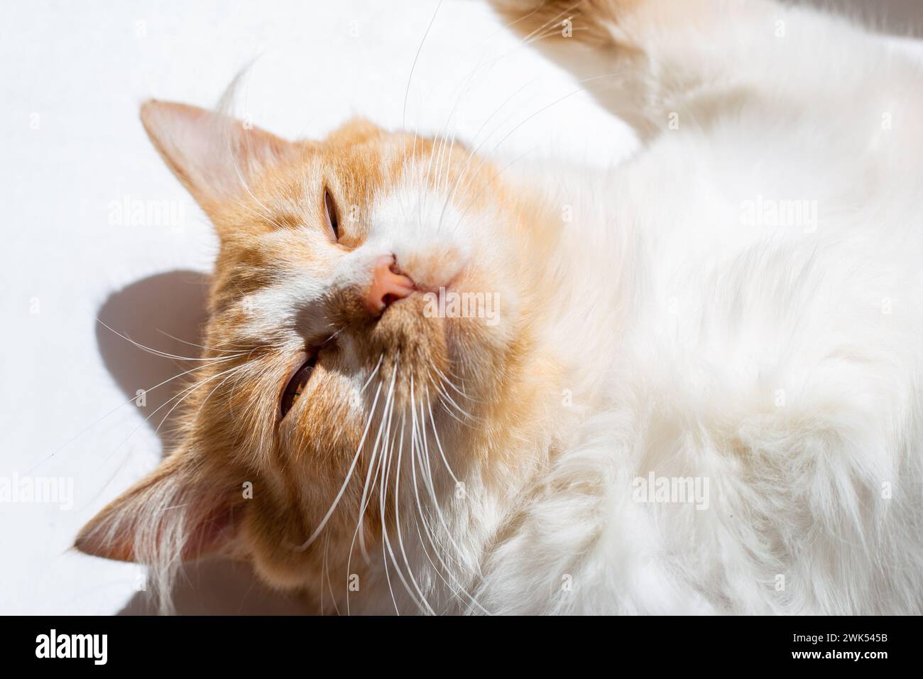 A fluffy cat with a white chest sleeps on the window, basking in the ...