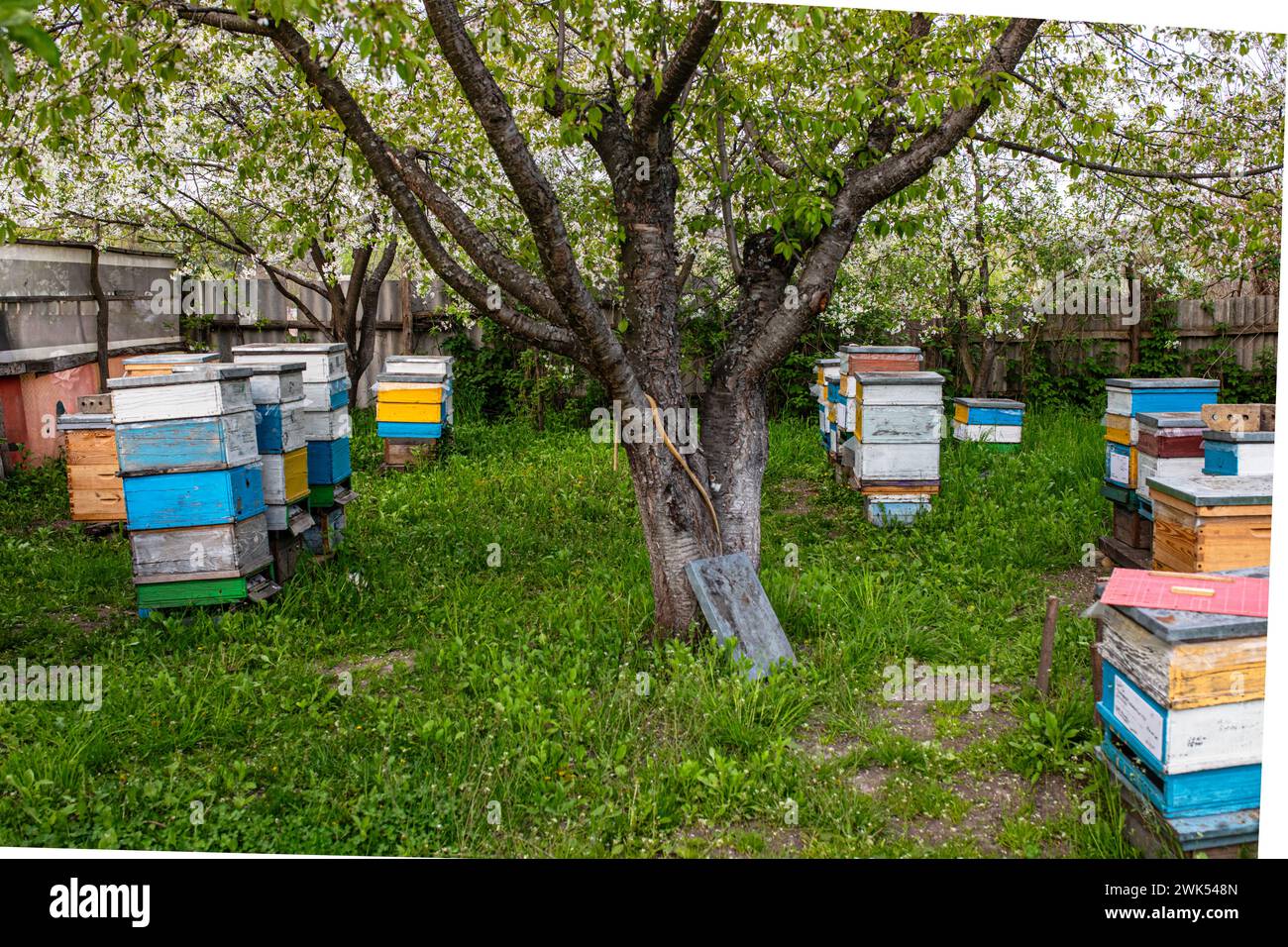 Beehives in the garden of an apple orchard in spring Stock Photo - Alamy