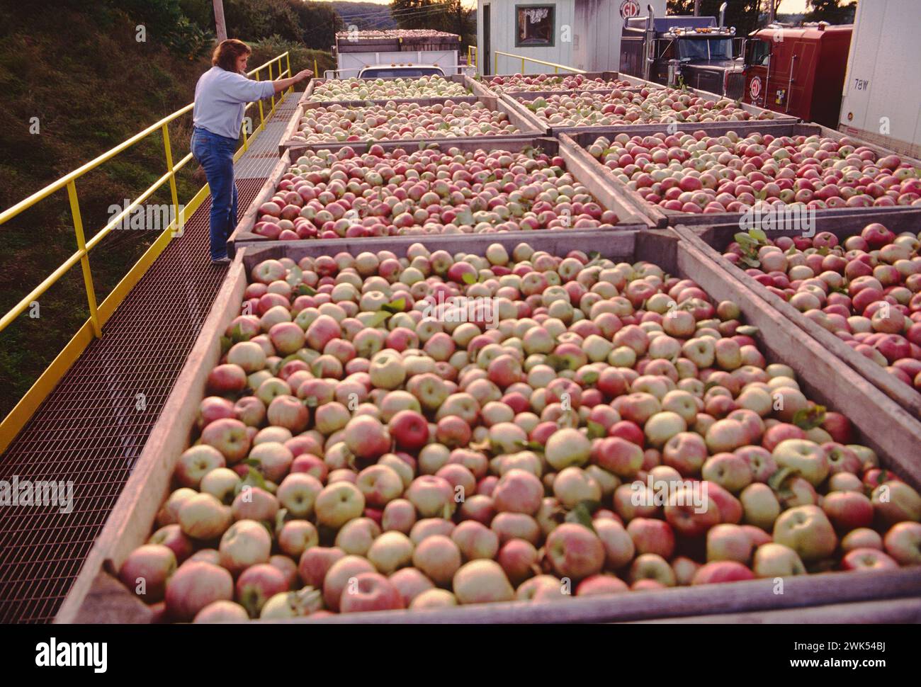 Female worker quality checks huge truckloads of freshly picked apples ...