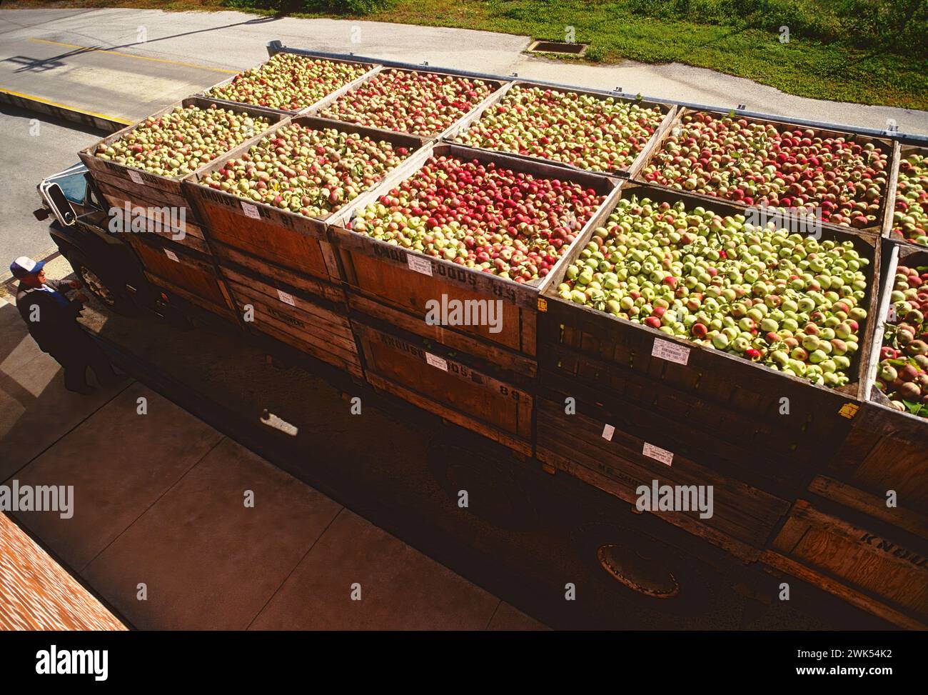 Male driver; huge truckloads of freshly picked apples; Musselman plant ...