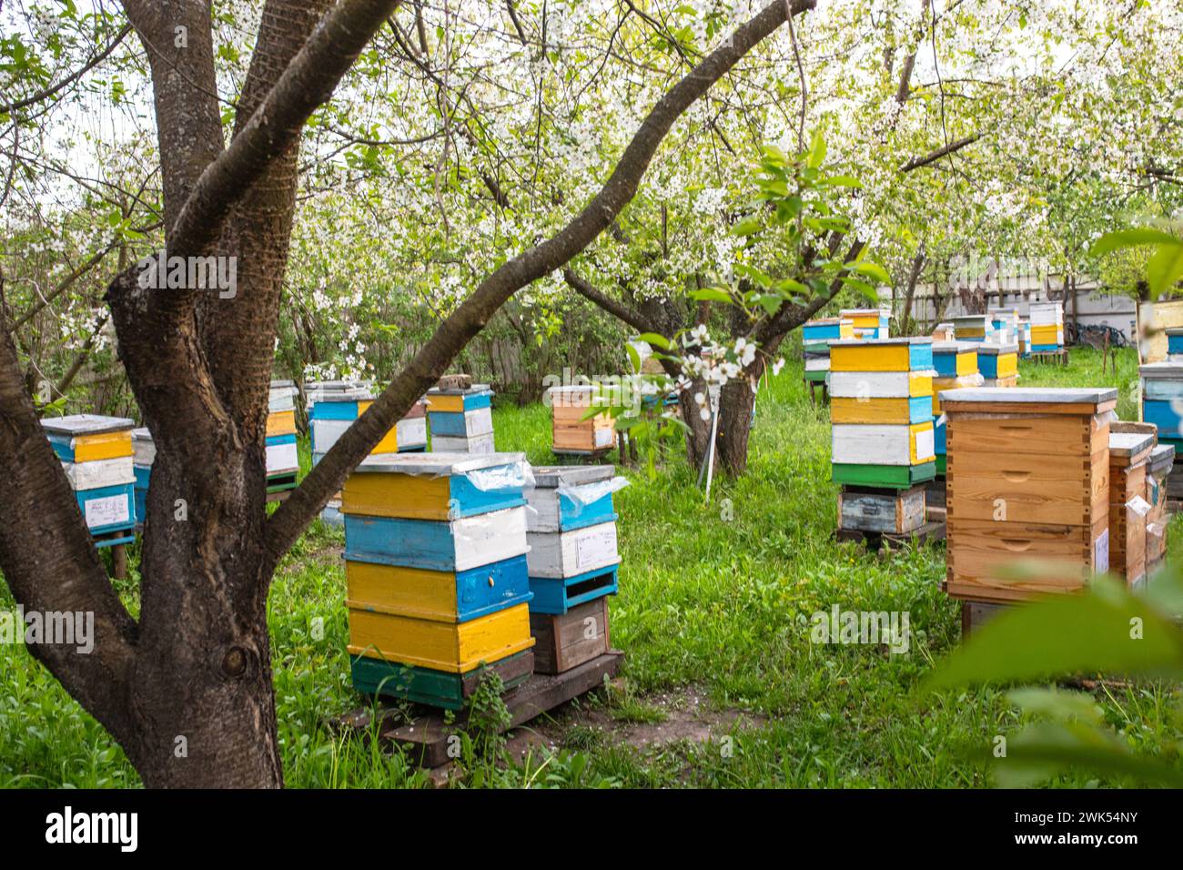 Beehives in the garden of a blooming apple orchard development of bees ...