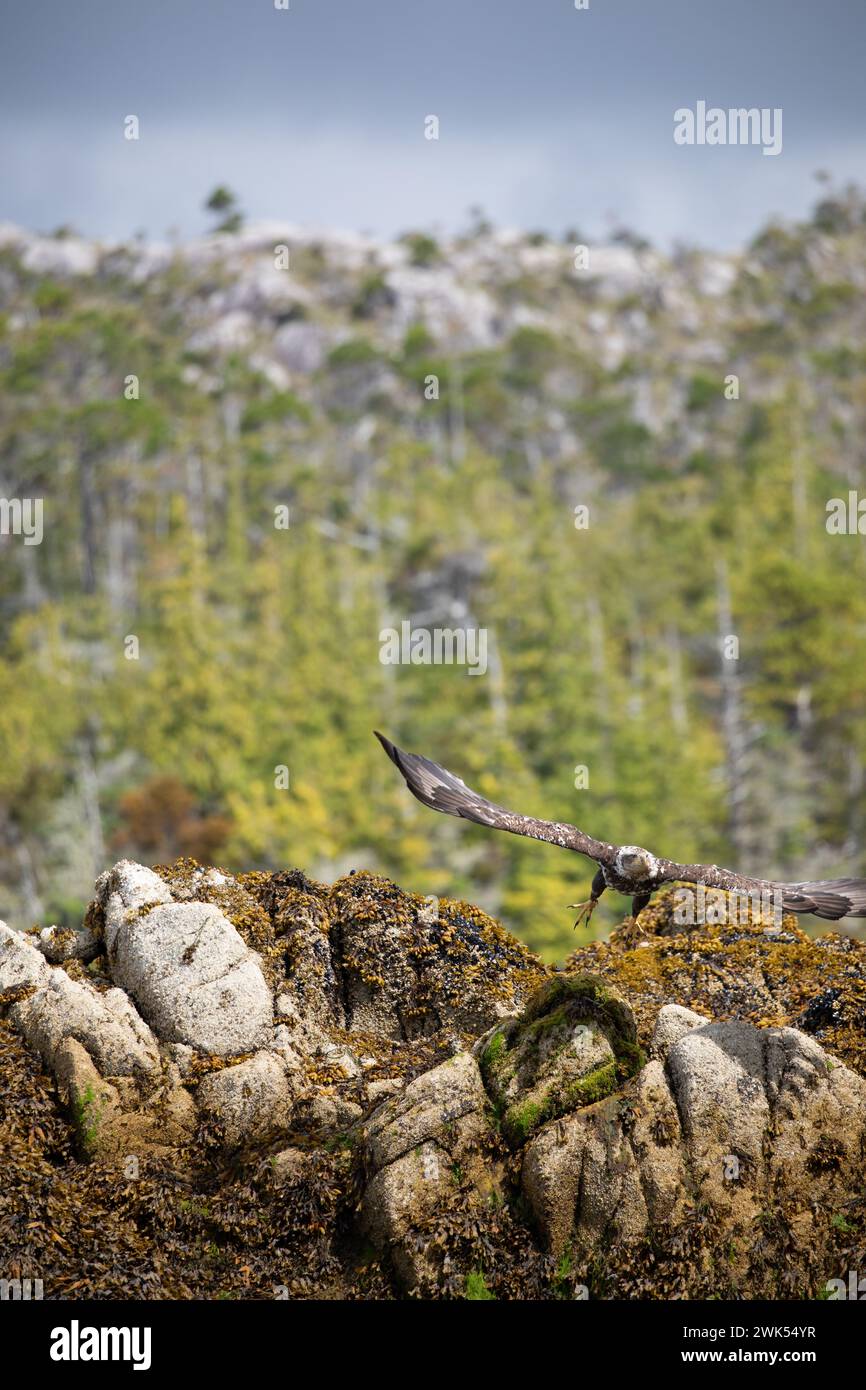Immature or sub-adult bald eagle taking off from a rock covered in ...