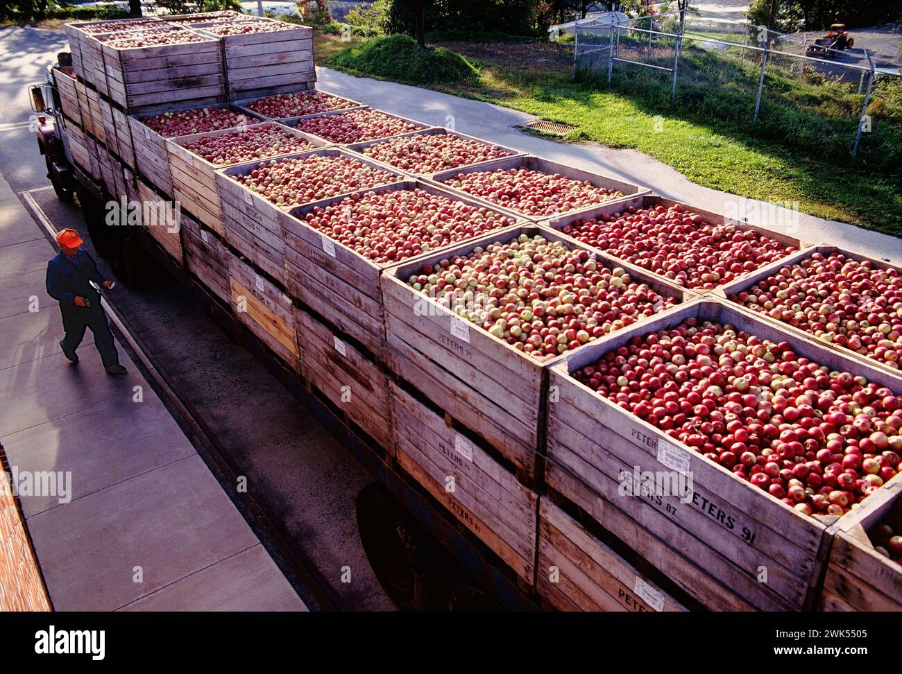 Male driver; huge truckloads of freshly picked apples; Musselman plant ...
