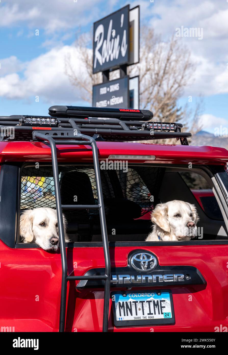 Two Platinum colored Golden Retriever dogs in the back of a Toyota ...