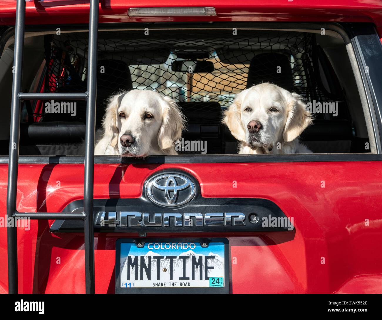 Two Platinum colored Golden Retriever dogs in the back of a Toyota ...