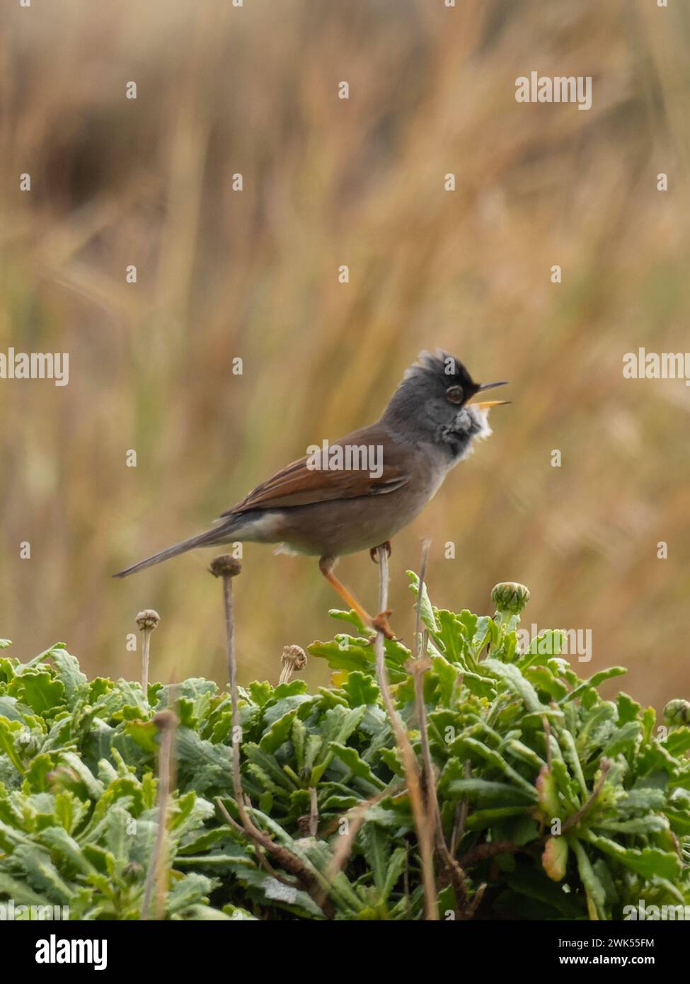 A spectacled warbler, Curruca conspicillata, singing from the top of a ...