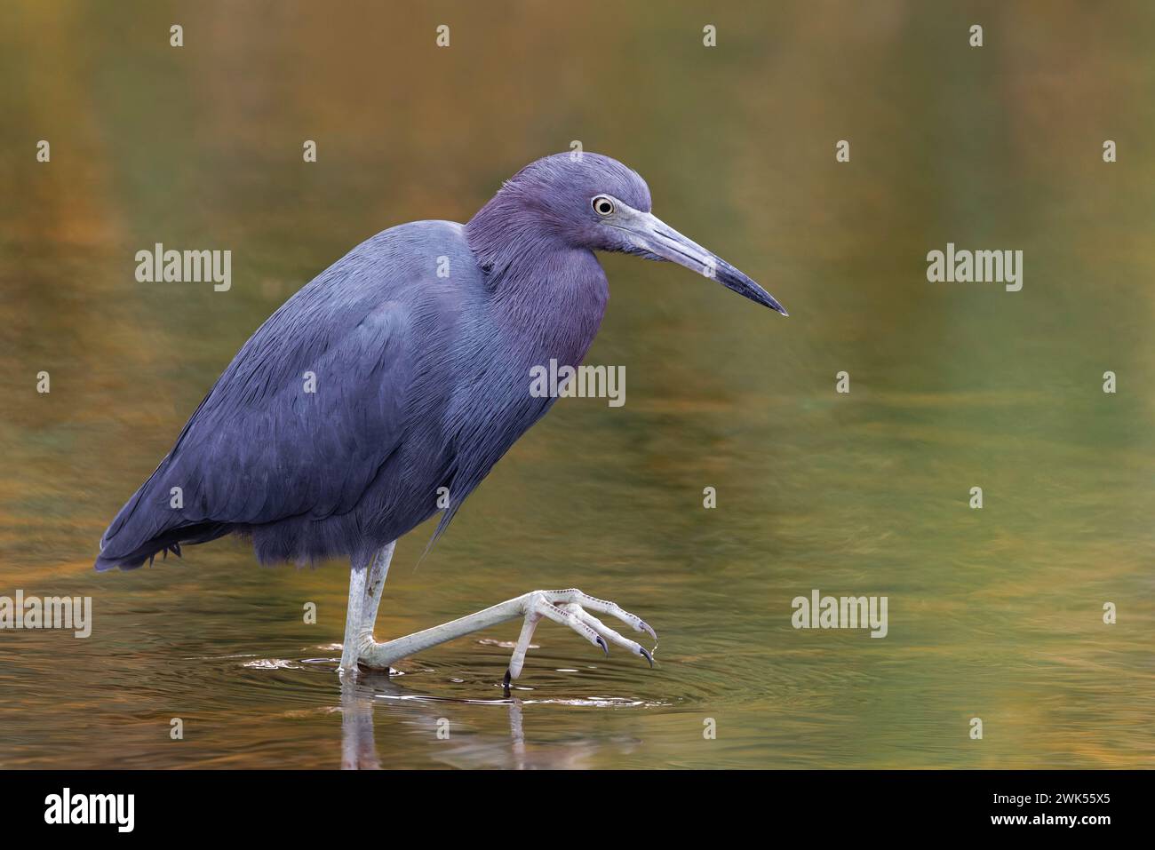 Stalking little blue heron hi-res stock photography and images - Alamy
