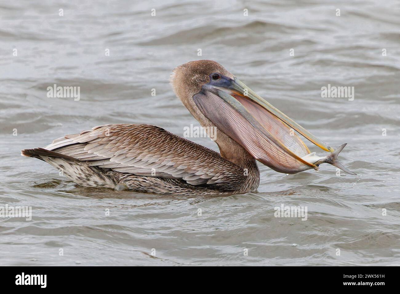 Immature Brown Pelican (Pelecanus occidentalis) with a freshly caught ...