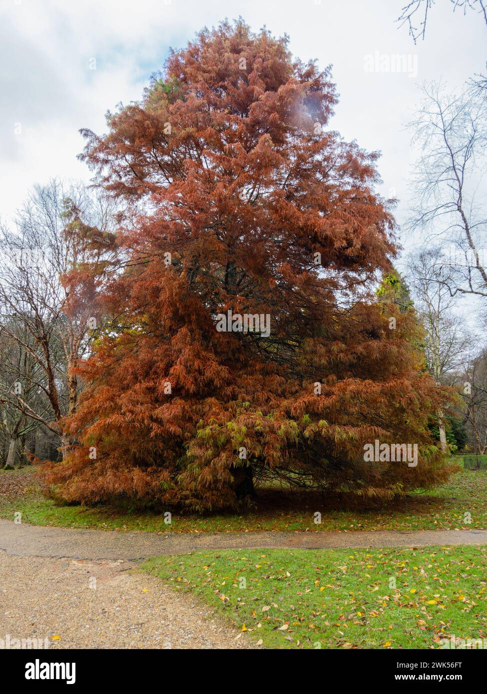 Dawn redwood tree trunk hi-res stock photography and images - Alamy