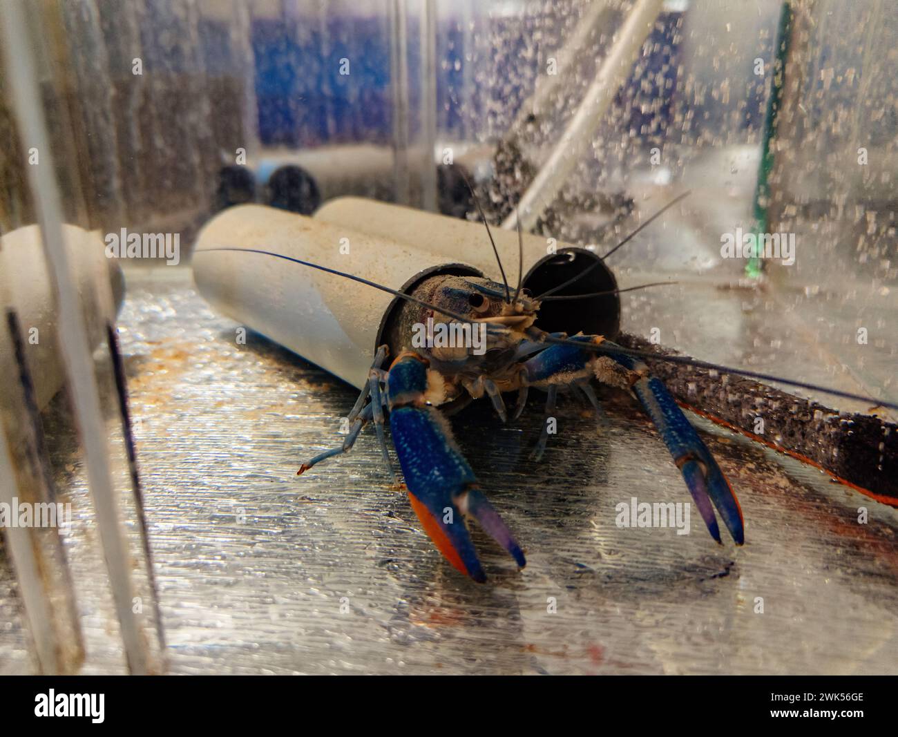Growing of crayfish. Australian blue crayfish - cherax quadricarinatus ...