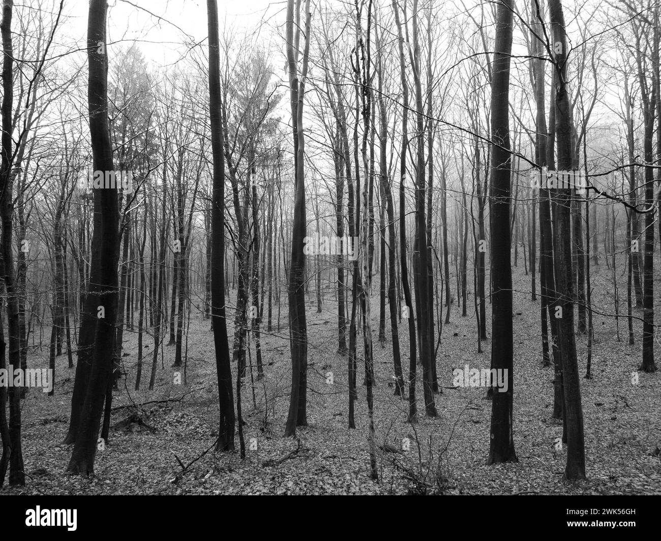 In cold forest water Black and White Stock Photos & Images - Alamy