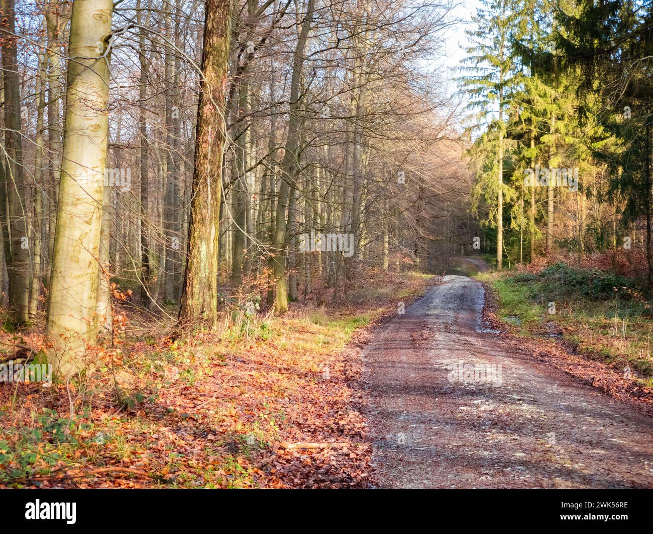 Woodland path painting hi-res stock photography and images - Alamy