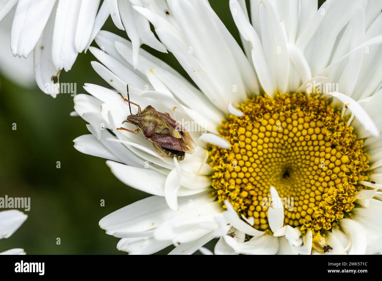 Macro photo of a shieldbug, Carpocoris purpureipennis on chamomile ...