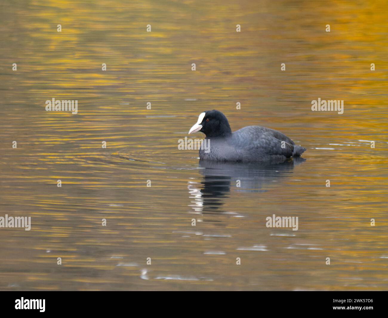 A Eurasian coot or common coot, Fulica atra, paddling on a pond Stock ...