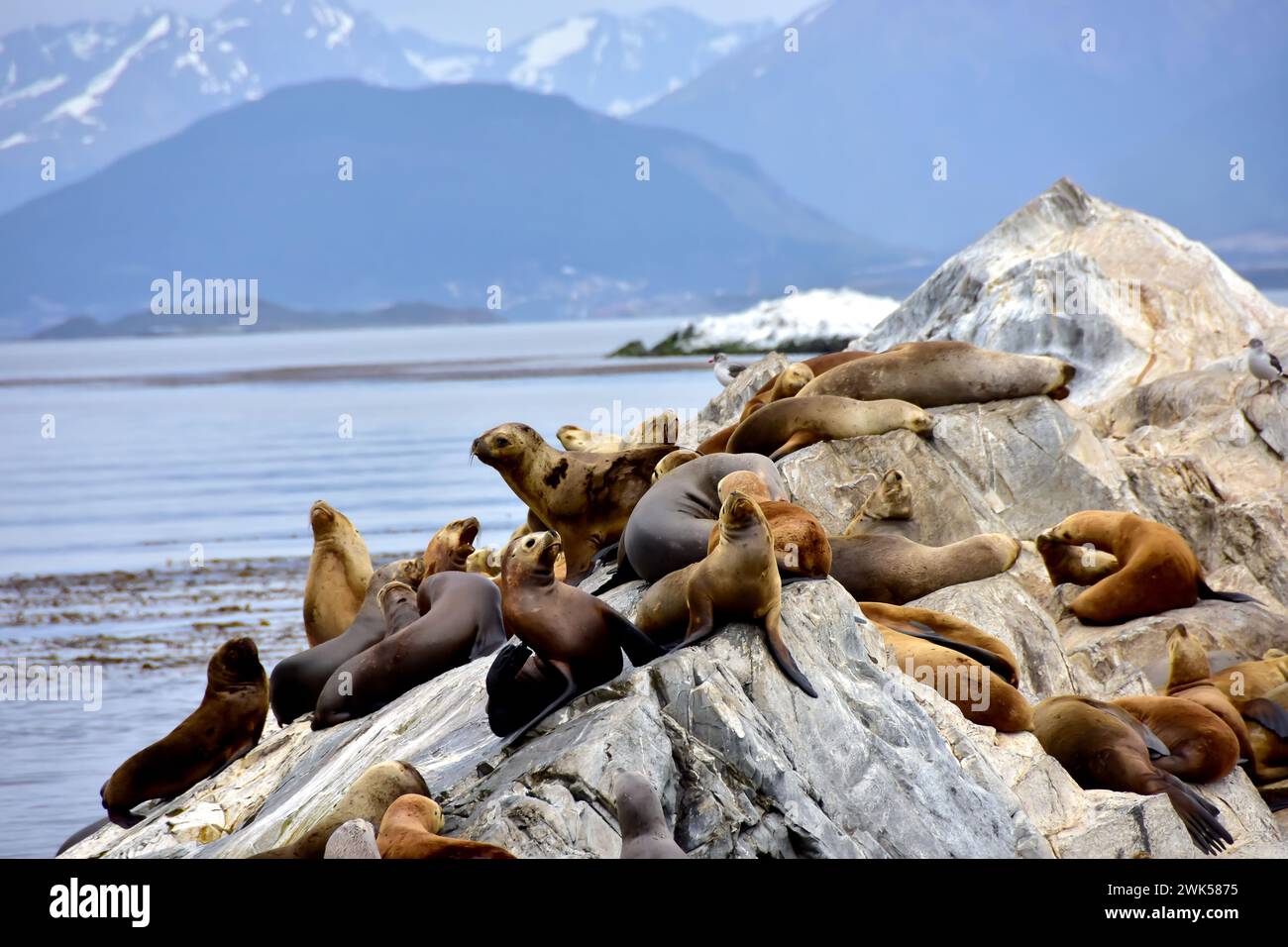 A colony of seal lions in the Beagle Channel, Argentina Stock Photo - Alamy