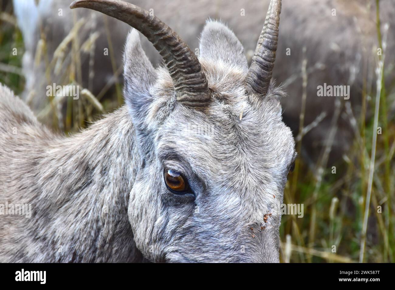 Closeup bighorn sheep face hi-res stock photography and images - Alamy